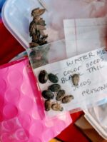 National Seed Swap Day - PLUS 8 Seed Trading Tips - Bunny's Garden
