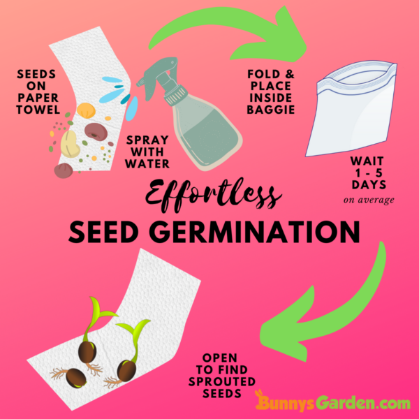 Germinating Seeds in Paper Towel Method (10 Tips) - Bunny's Garden