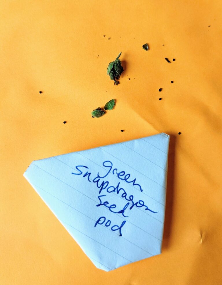 Collecting Snapdragon Seeds (Tips for Harvesting & Saving) - Bunny's Garden