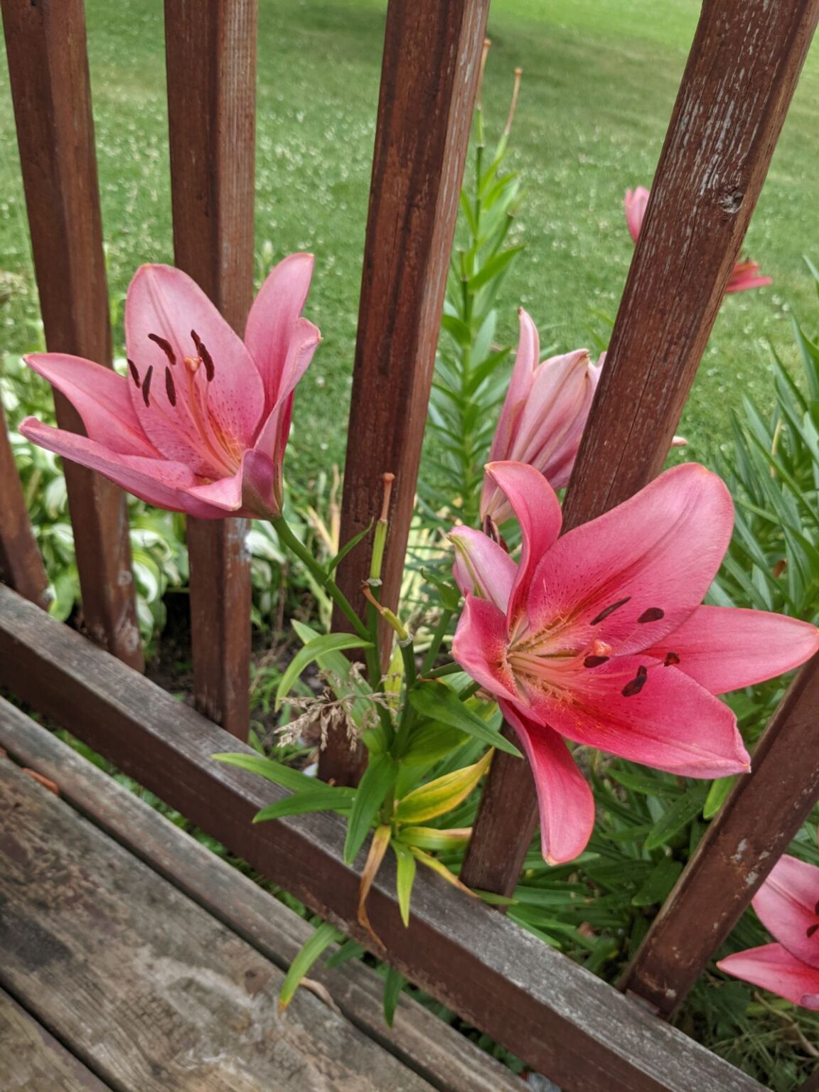 Propagating Lilies: 4 Ways to Get Free Plants! (Scales, Bulblets ...