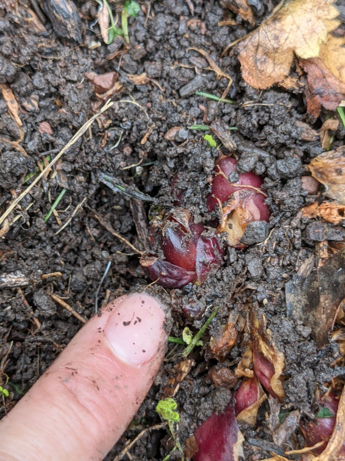 Propagating Lilies: 4 Ways to Get Free Plants! (Scales, Bulblets ...