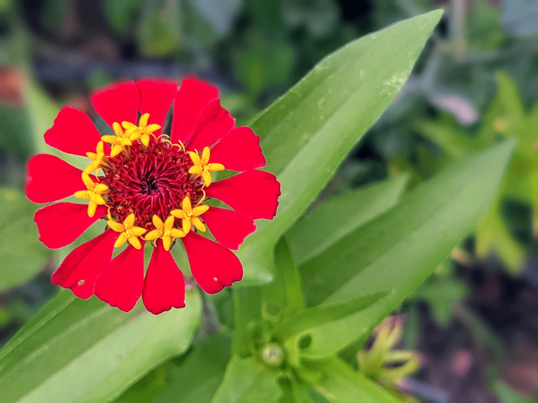 Are There Blue Zinnias? We Bought Some Seeds... - Bunny's Garden