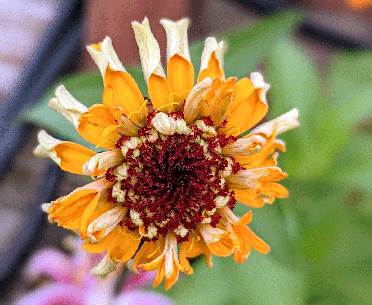 Are There Blue Zinnias? We Bought Some Seeds... - Bunny's Garden