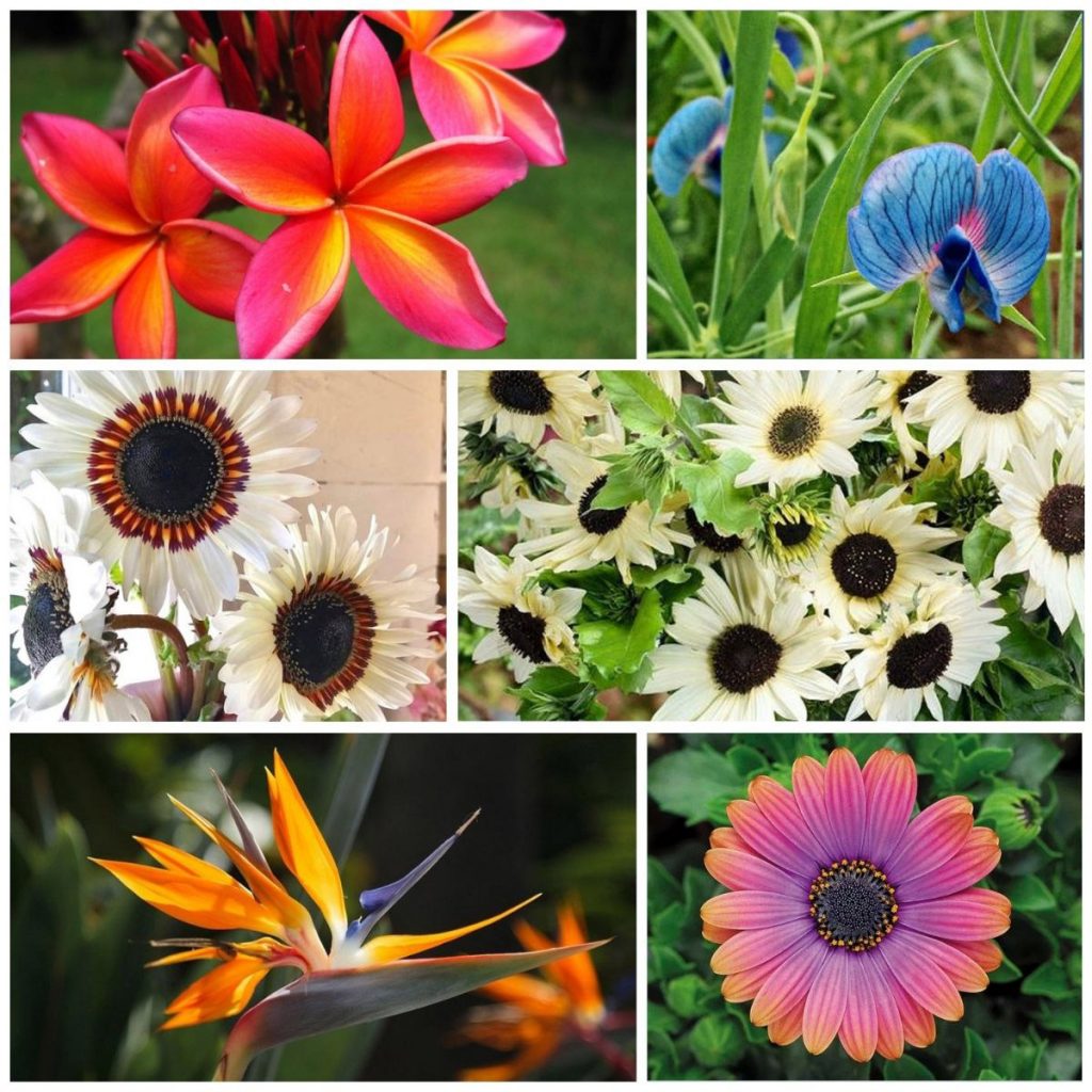 National Flower Day – 15 Ways to Celebrate Flowers - Bunny's Garden