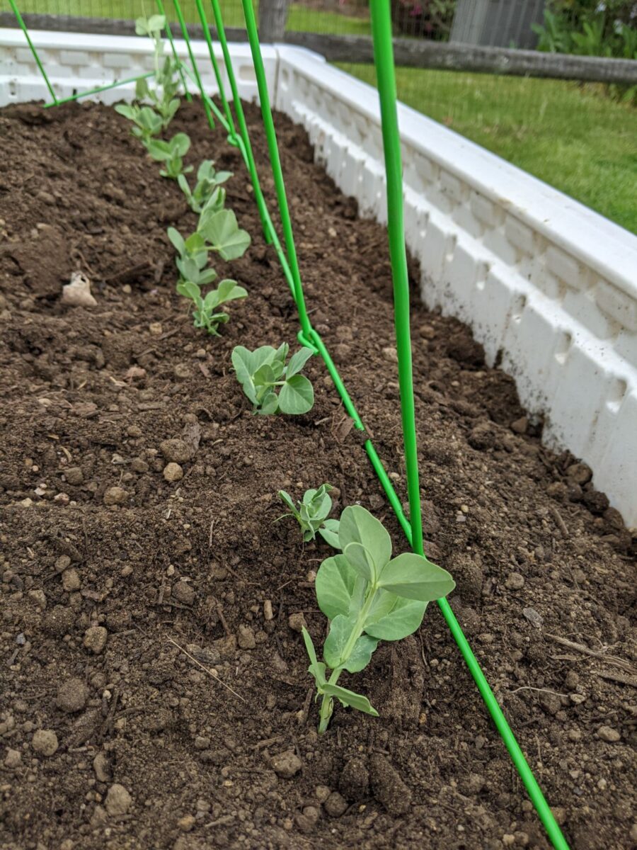 How to Plant Snow Peas | Growing Snow Pea Plants from Seed