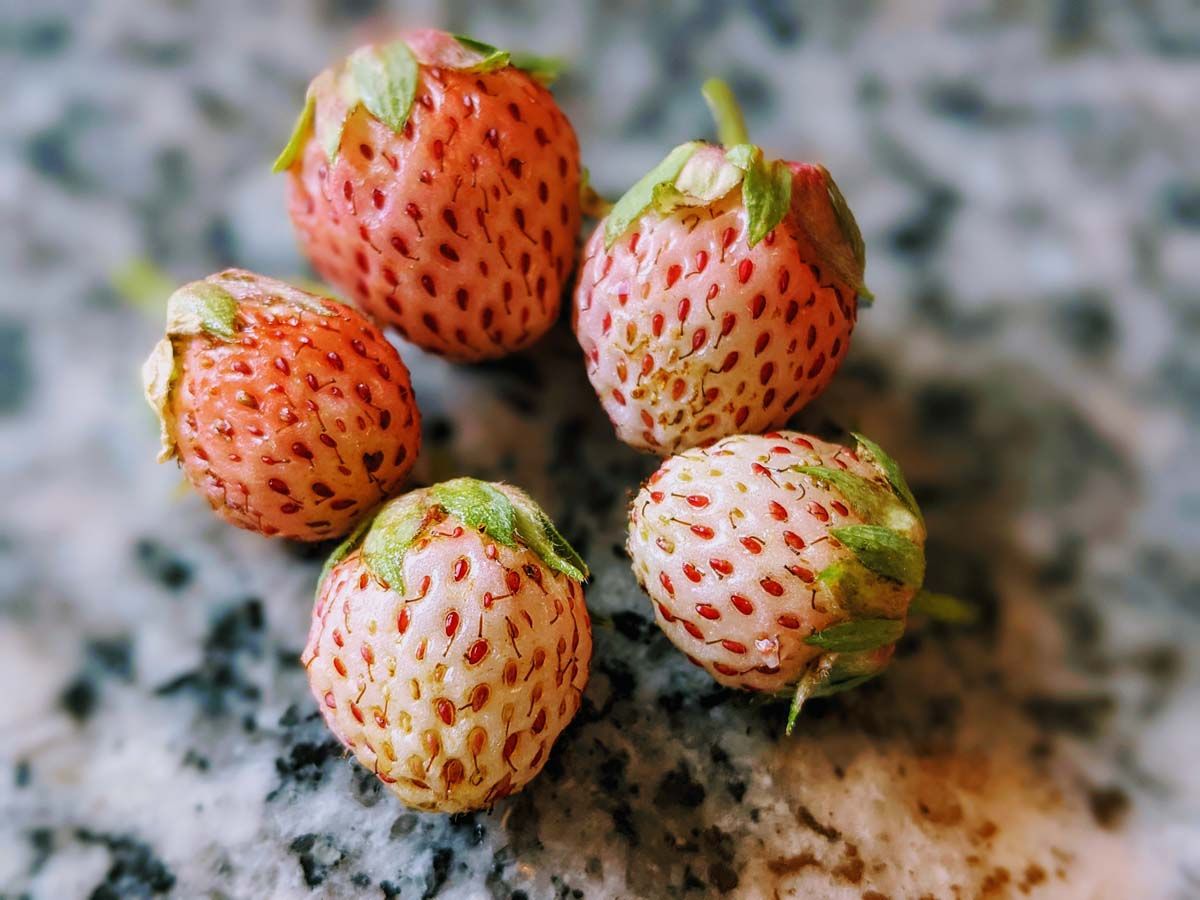 Pineberry Plants – Best Tips on Growing Pineberries - Bunny's Garden