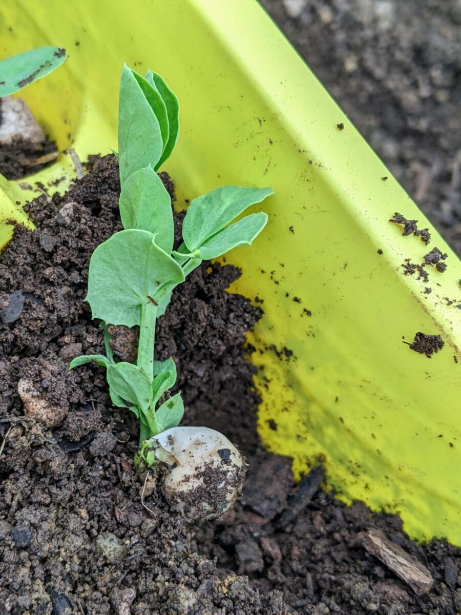 How to Plant Snow Peas | Growing Snow Pea Plants from Seed
