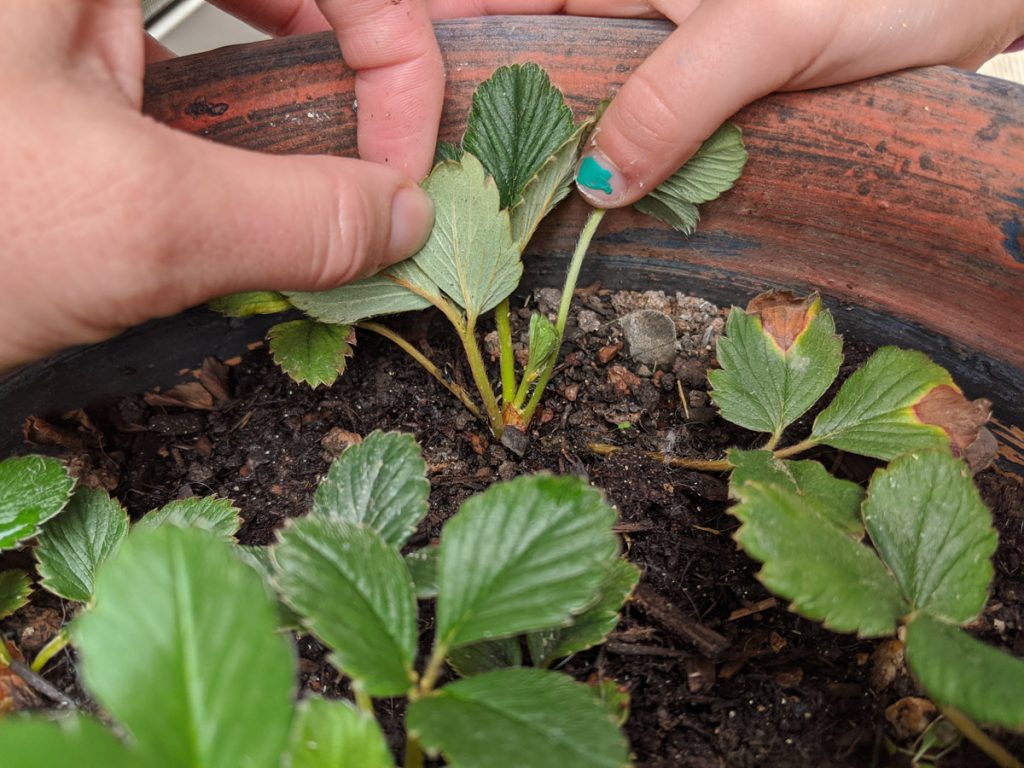 Pineberry Plants – Best Tips on Growing Pineberries - Bunny's Garden