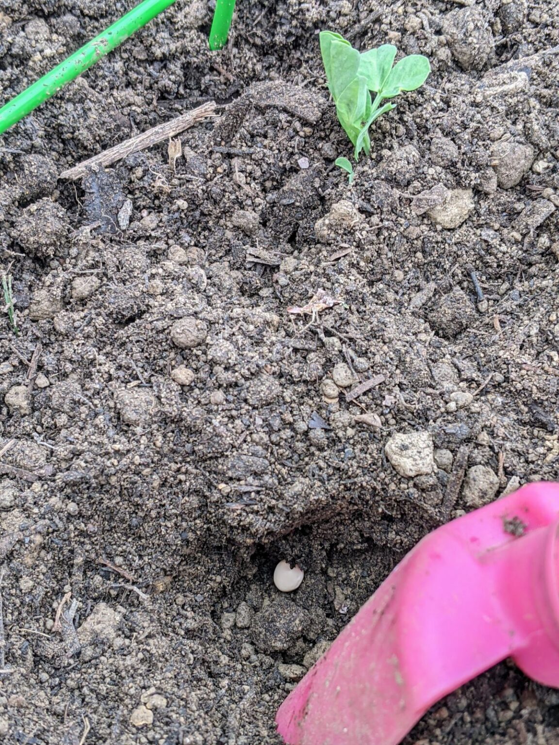 How to Plant Snow Peas | Growing Snow Pea Plants from Seed