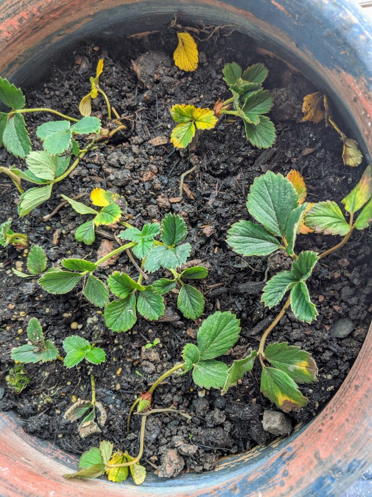 Pineberry Plants – Best Tips on Growing Pineberries - Bunny's Garden