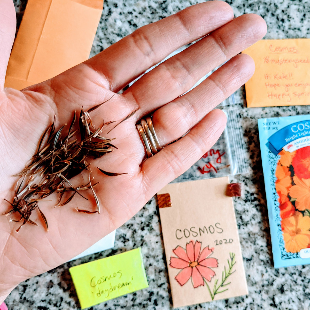 Cosmos Seeds – Growing Cosmos from Seed to Flower - Bunny's Garden