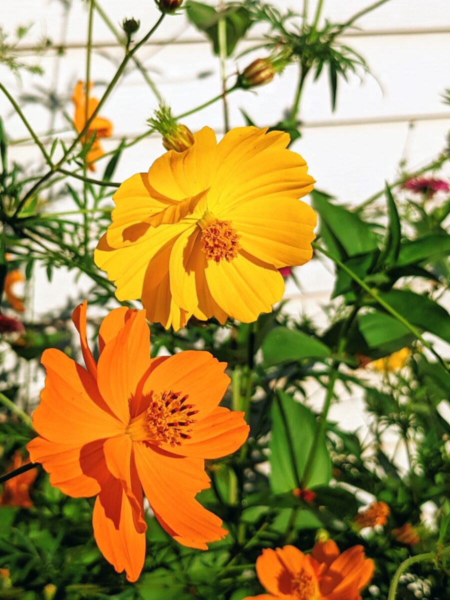 How to Plant Cosmos Seeds - Tips on Growing Cosmos Flowers