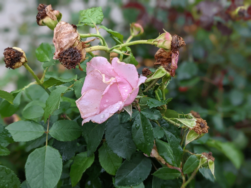 How to Deadhead Roses | Magnificent Repeat Blooms - Bunny's Garden