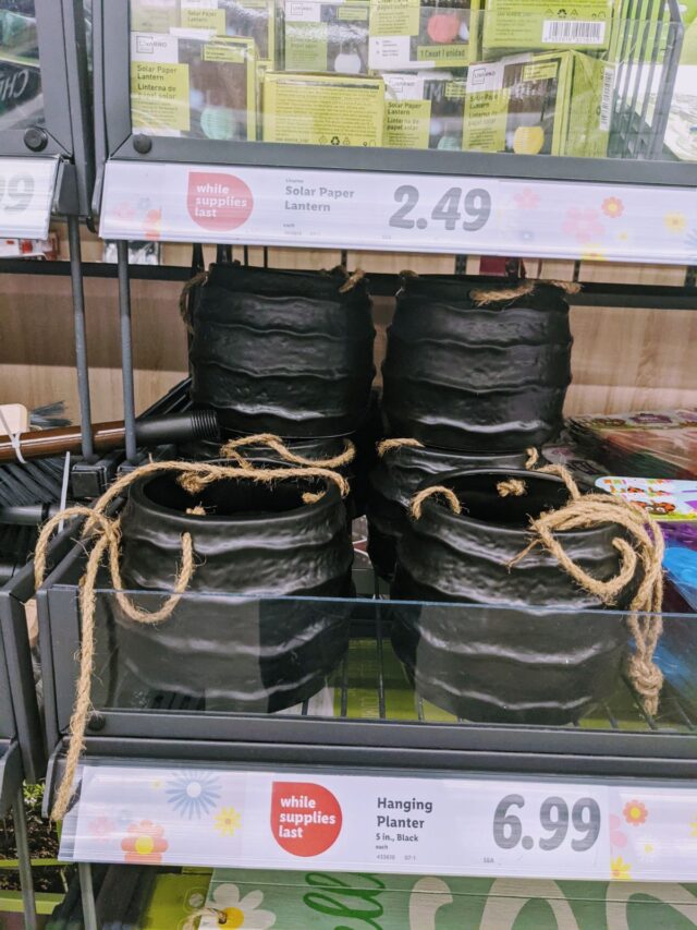 LIDL Garden Finds – Outdoor Plants, Flowers & More - Bunny's Garden
