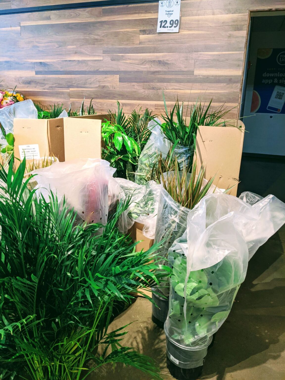 LIDL Garden Finds – Outdoor Plants, Flowers & More - Bunny's Garden