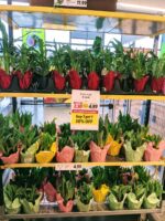 LIDL Garden Finds – Outdoor Plants, Flowers & More - Bunny's Garden