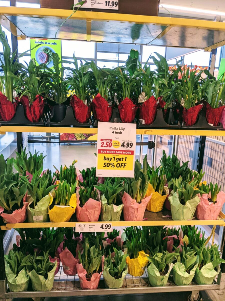 LIDL Garden Finds – Outdoor Plants, Flowers & More - Bunny's Garden