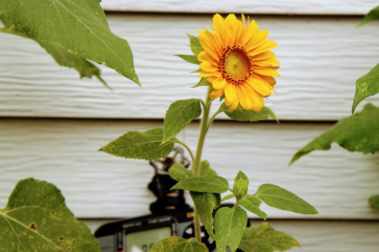 Sunflower Leaves – Identifying Sunflower Leaf Problems - Bunny's Garden