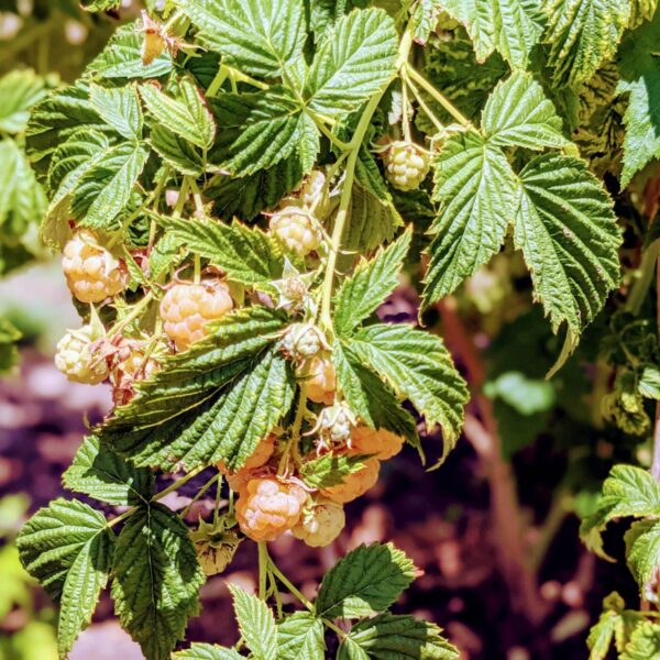 Growing Raspberries in Containers: Perennial Fruit - Bunny's Garden