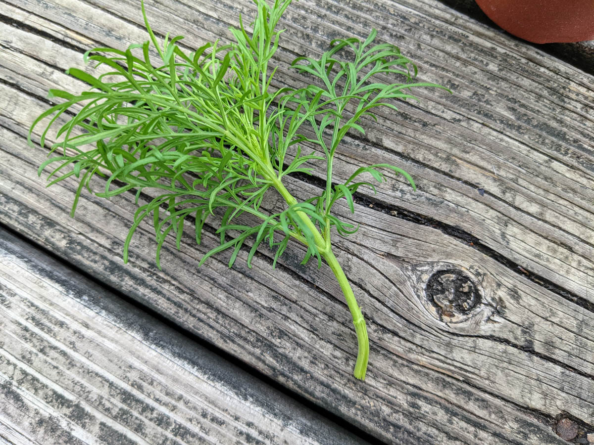 Pinching Cosmos for More Compact Plants | Double Down! - Bunny's Garden