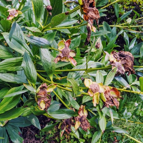 How to Deadhead Peonies | Deadheading Peony Flowers Helps! - Bunny's Garden