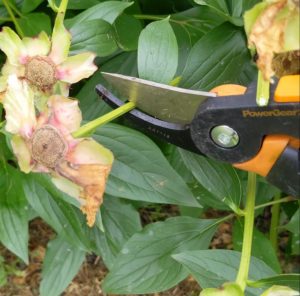 How to Deadhead Peonies | Deadheading Peony Flowers Helps! - Bunny's Garden