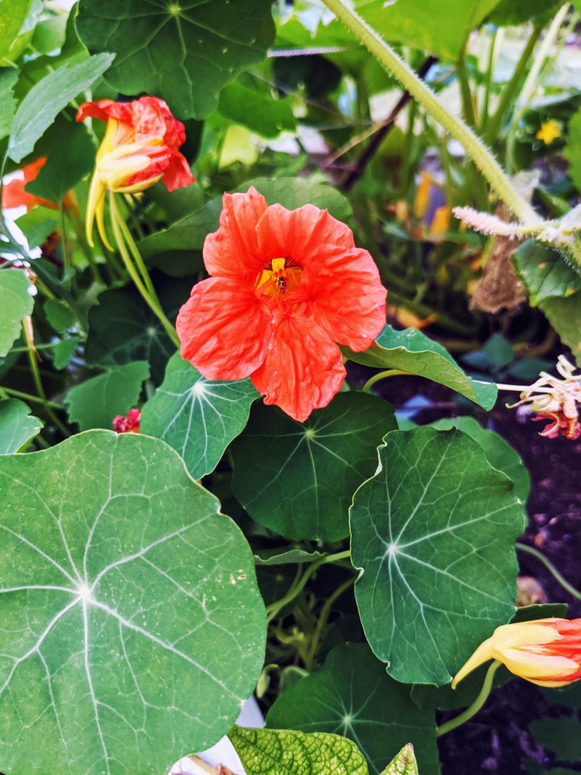 Growing Nasturtium in Vegetable Garden Spaces - Bunny's Garden