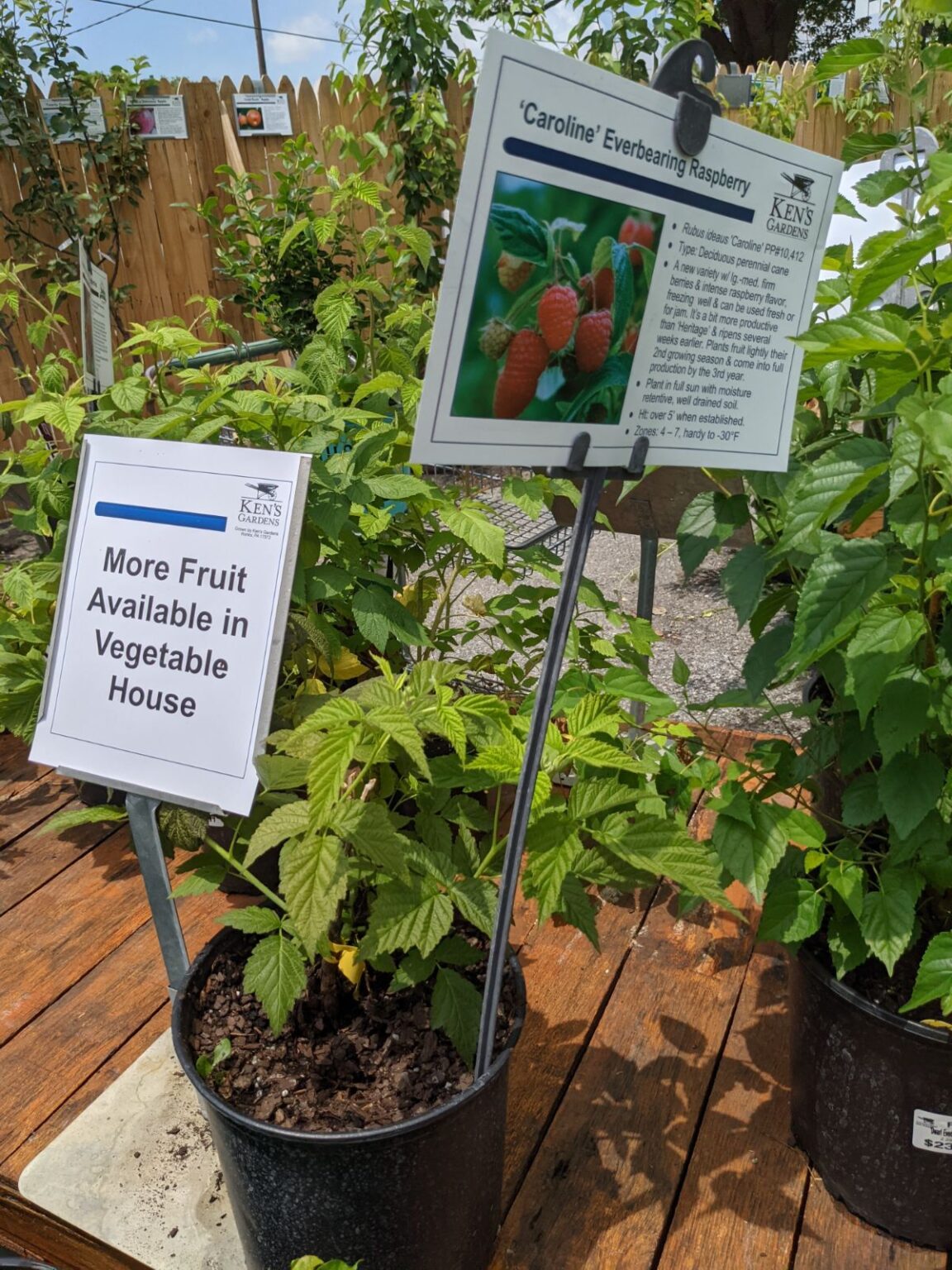 Raspberry Companion Plants | What to Grow with Berries