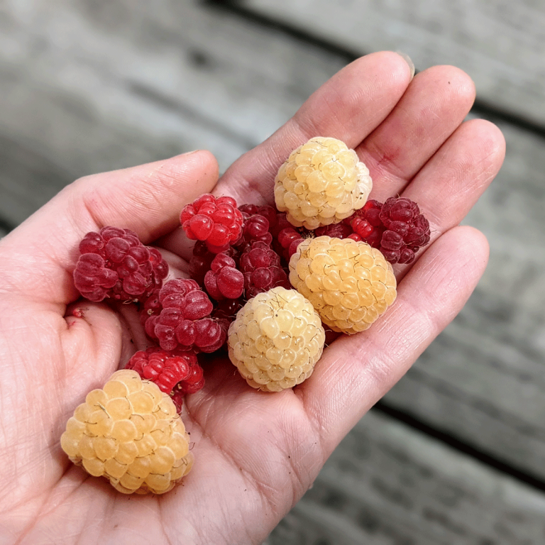 Yellow Raspberries | Planting, Picking and Growing Tips - Bunny's Garden