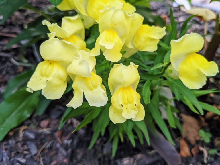 Pinching Snapdragons for Maximum Blooms | And Bonus Plants! - Bunny's ...