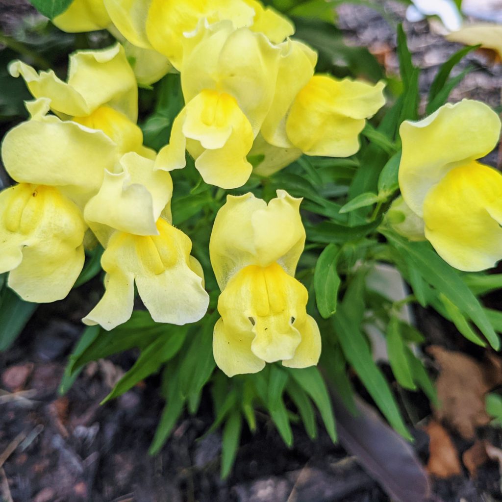 Are Snapdragons Perennials? (And What about Dead Snapdragons!?) - Bunny ...