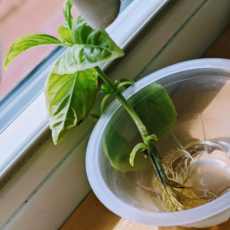 How to Propagate Pothos: Rooting Pothos in Water & Soil - Bunny's Garden