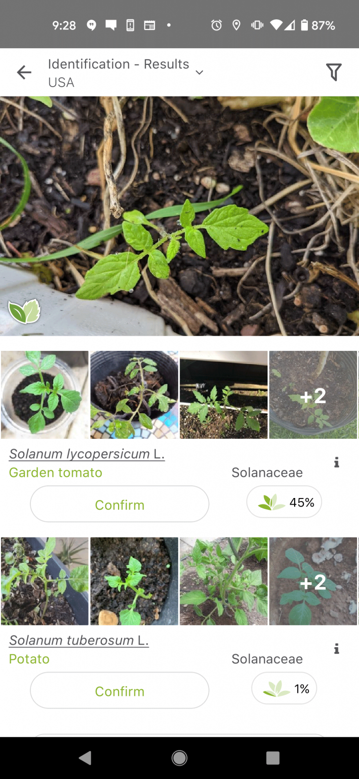 How to Use PlantNet App: Review & Tips - Bunny's Garden