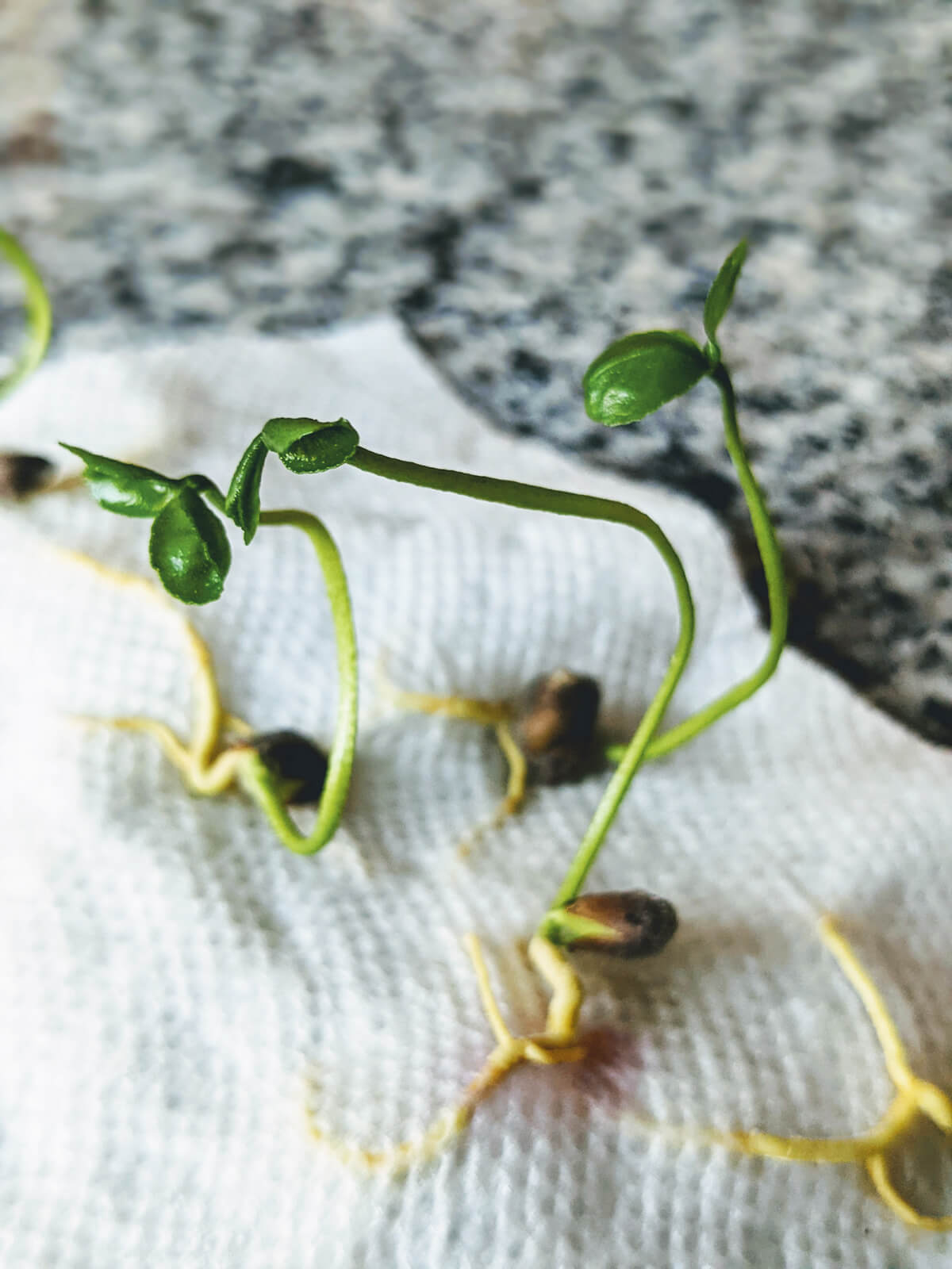 Baby Citrus! How to Grow a Clementine Tree from Seed - Bunny's Garden