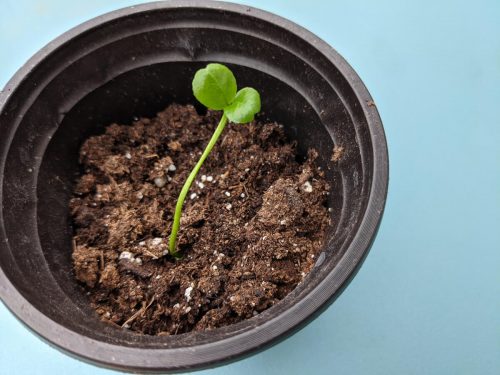 Baby Citrus! How to Grow a Clementine Tree from Seed - Bunny's Garden