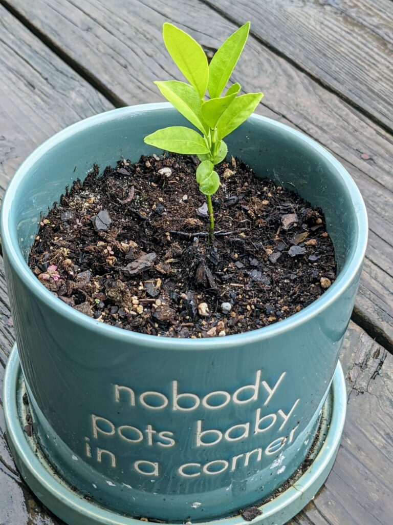 Baby Citrus! How to Grow a Clementine Tree from Seed - Bunny's Garden