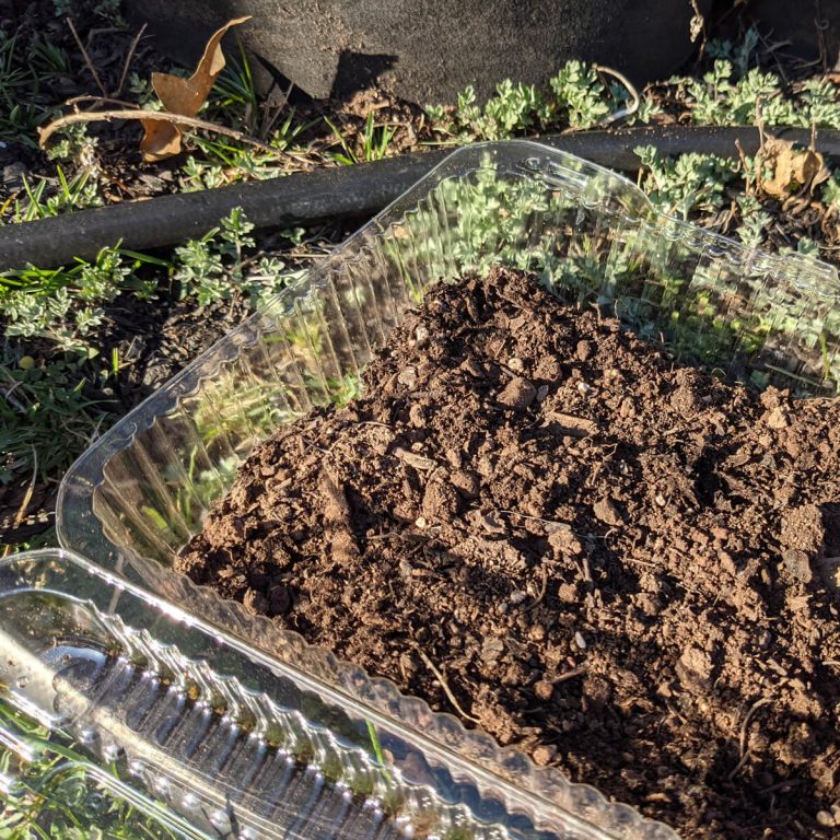 Winter Sowing Method: Starting Seeds in Milk Jugs - Bunny's Garden