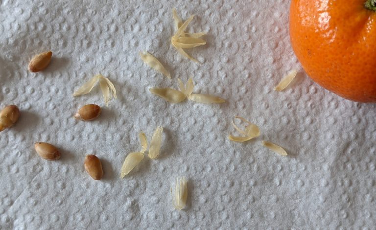 Baby Citrus! How to Grow a Clementine Tree from Seed - Bunny's Garden