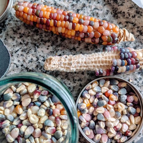 Glass Gem Corn Seeds (Flint Corn): Saving Popcorn Kernels - Bunny's Garden