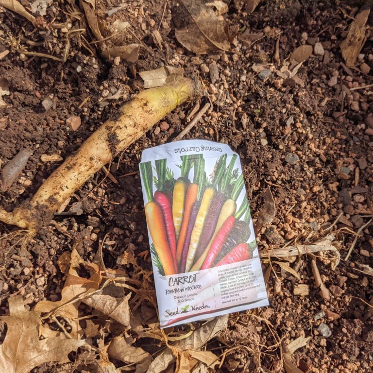 Planting Carrot Seeds – How to Grow Crunchy Carrots from Seed - Bunny's ...