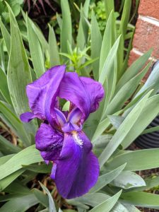 Transplanting Iris Bulbs: Dividing Irises for New Spaces - Bunny's Garden