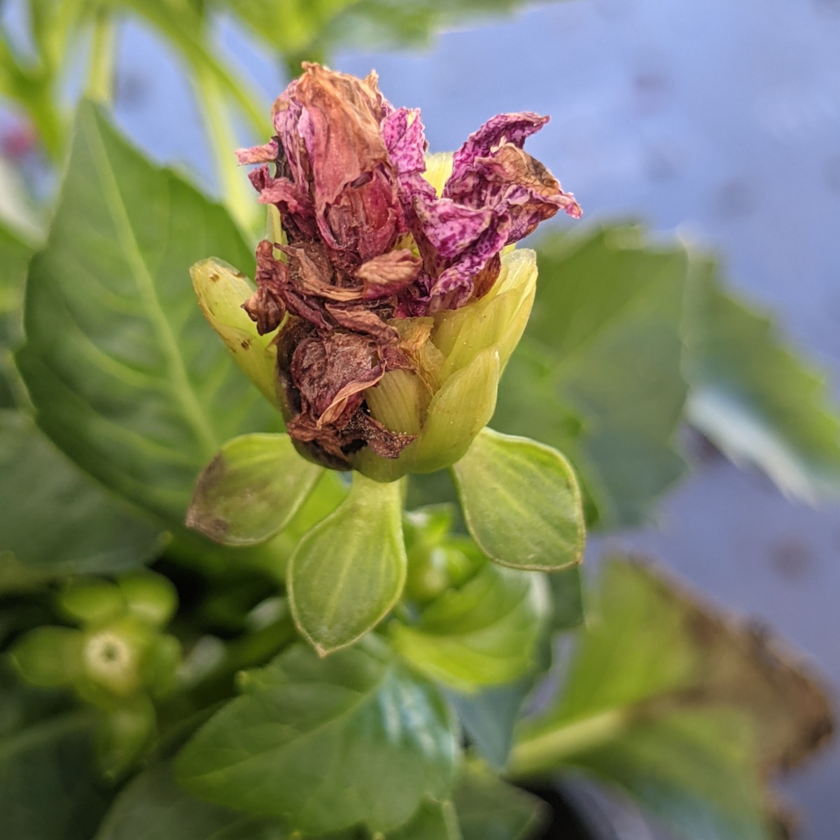 How to Deadhead Dahlias – Deadheading for More Blooms - Bunny's Garden