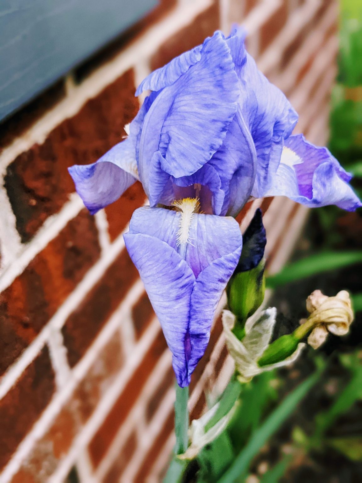 Transplanting Iris Bulbs: Dividing Irises for New Spaces - Bunny's Garden