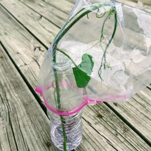 How to Propagate Grape Vines: My Attempt at Growing Grapes from ...