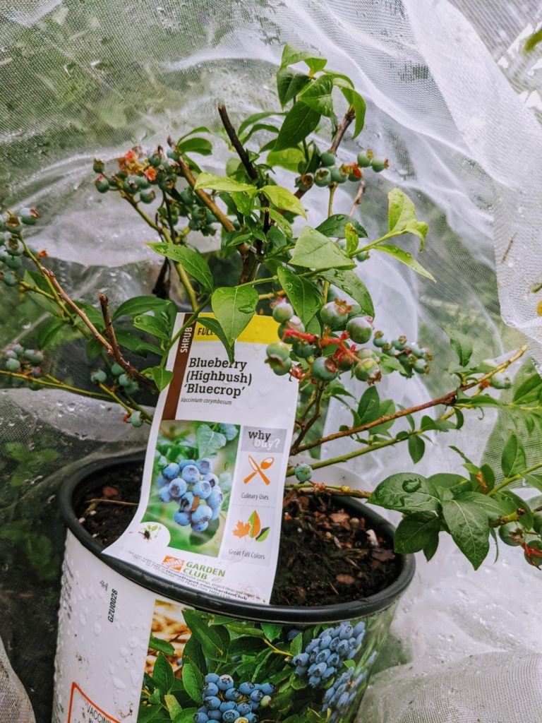 Blue Crop Blueberries – Delicious, Sweet, Tart, & Worth It!
