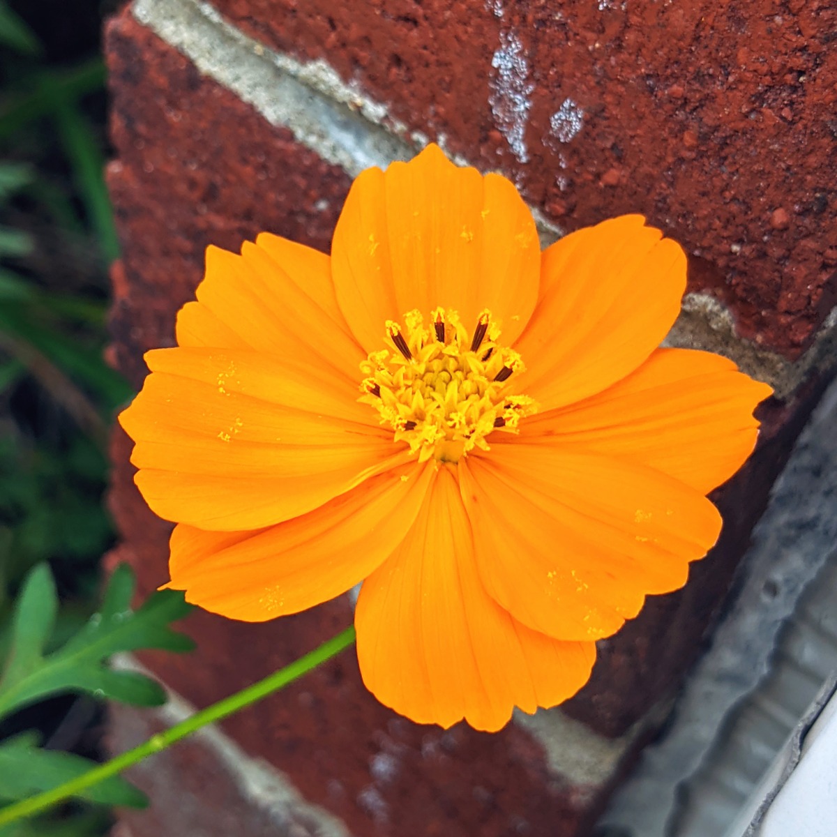 Orange Cosmos Flower: Growing Cosmic Orange Cosmo - Bunny's Garden