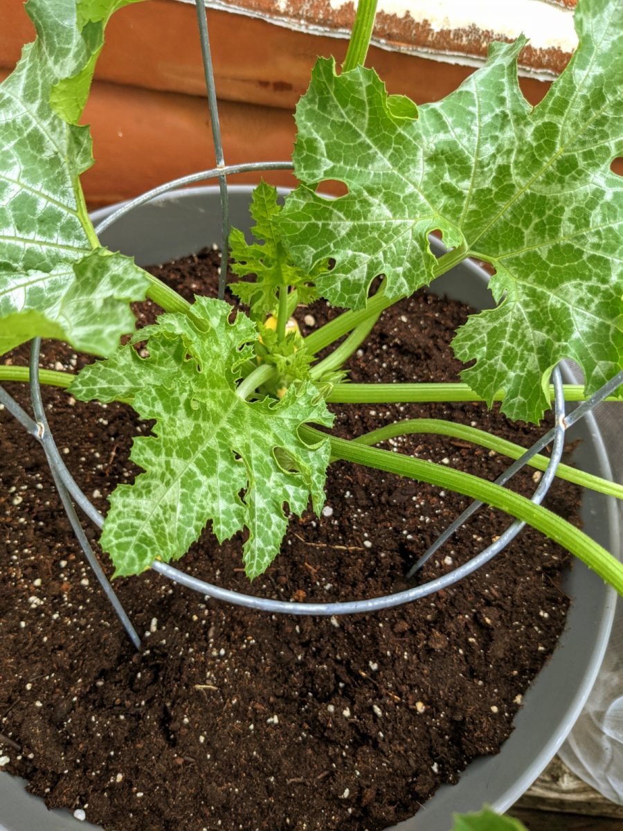 Do Zucchini Need a Trellis? Growing Zucchini Vertically - Bunny's Garden