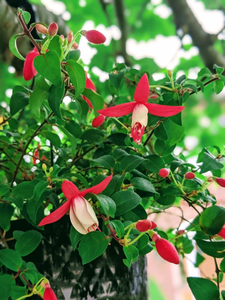 Propagating Fuchsia – How to Propagate Fuchsia Cuttings - Bunny's Garden