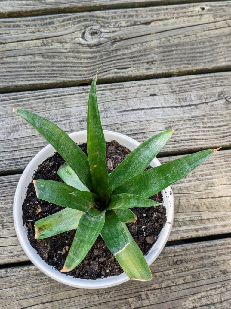 Propagating Pineapple: Planting a Pineapple Top - Bunny's Garden