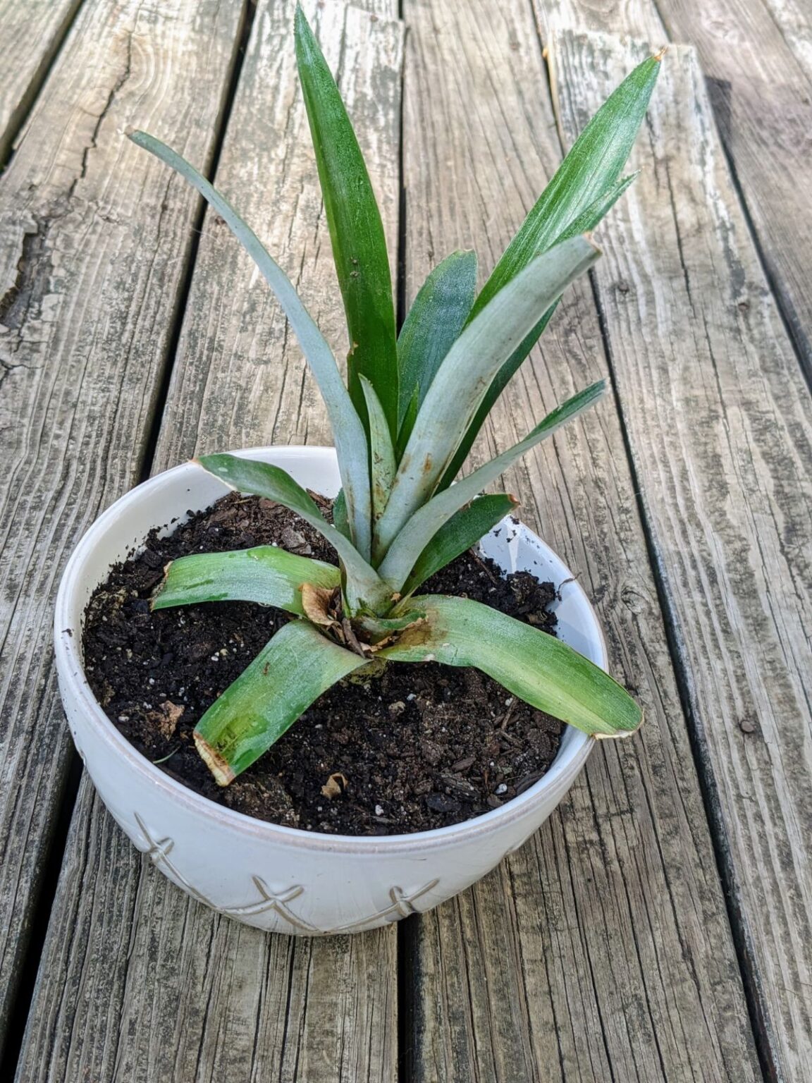 Propagating Pineapple: Planting a Pineapple Top - Bunny's Garden